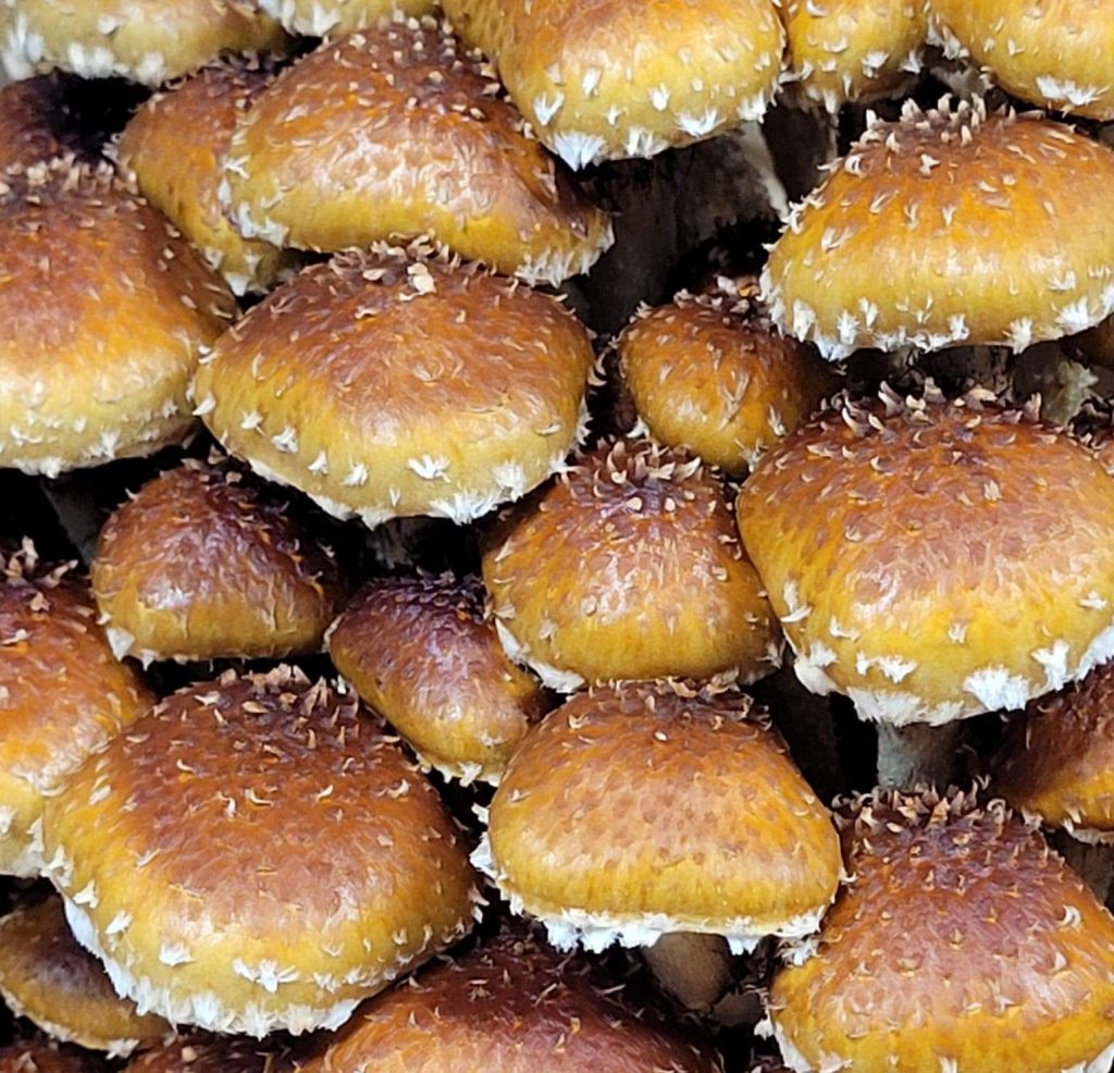 Smithereens Mushroom Farm - Export Navigator